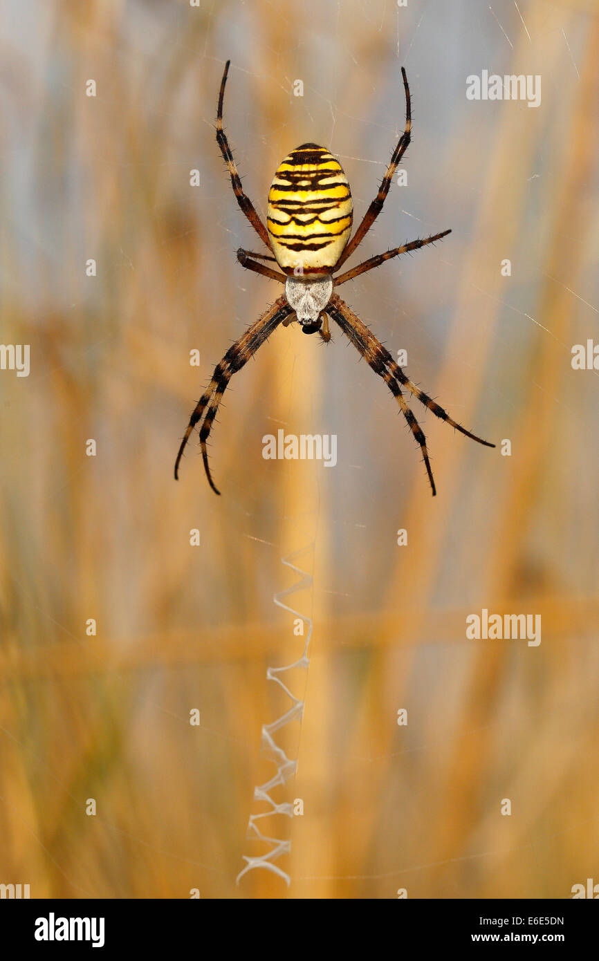 Wasp Spider or Orb-weaving Spider (Argiope bruennichi) on a spider's ...