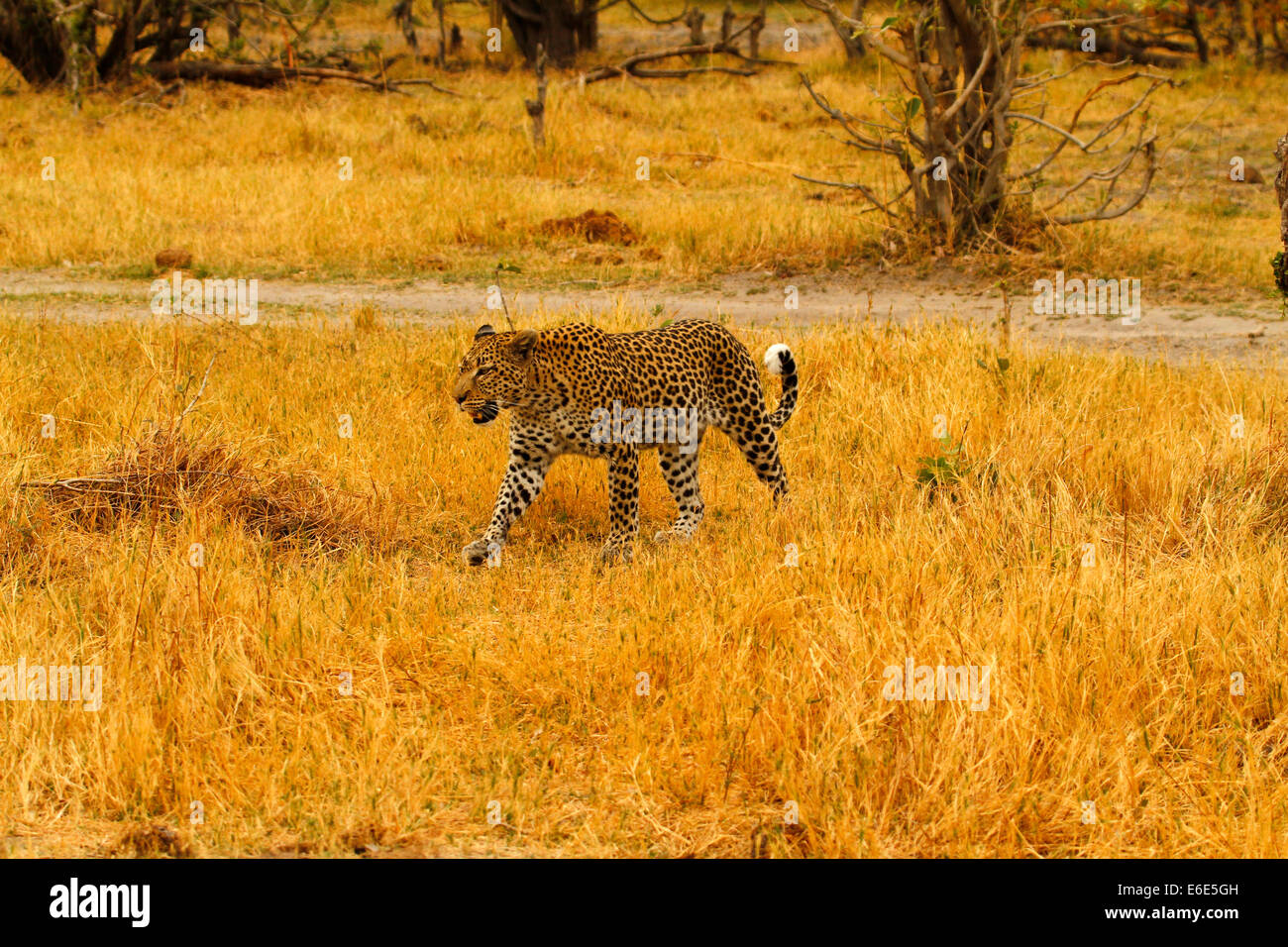 Beautiful Big Golden Leopard, gold light haze around as dusk approaches ...
