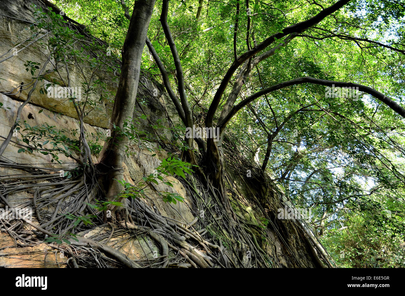 Limestone on trees hi-res stock photography and images - Alamy