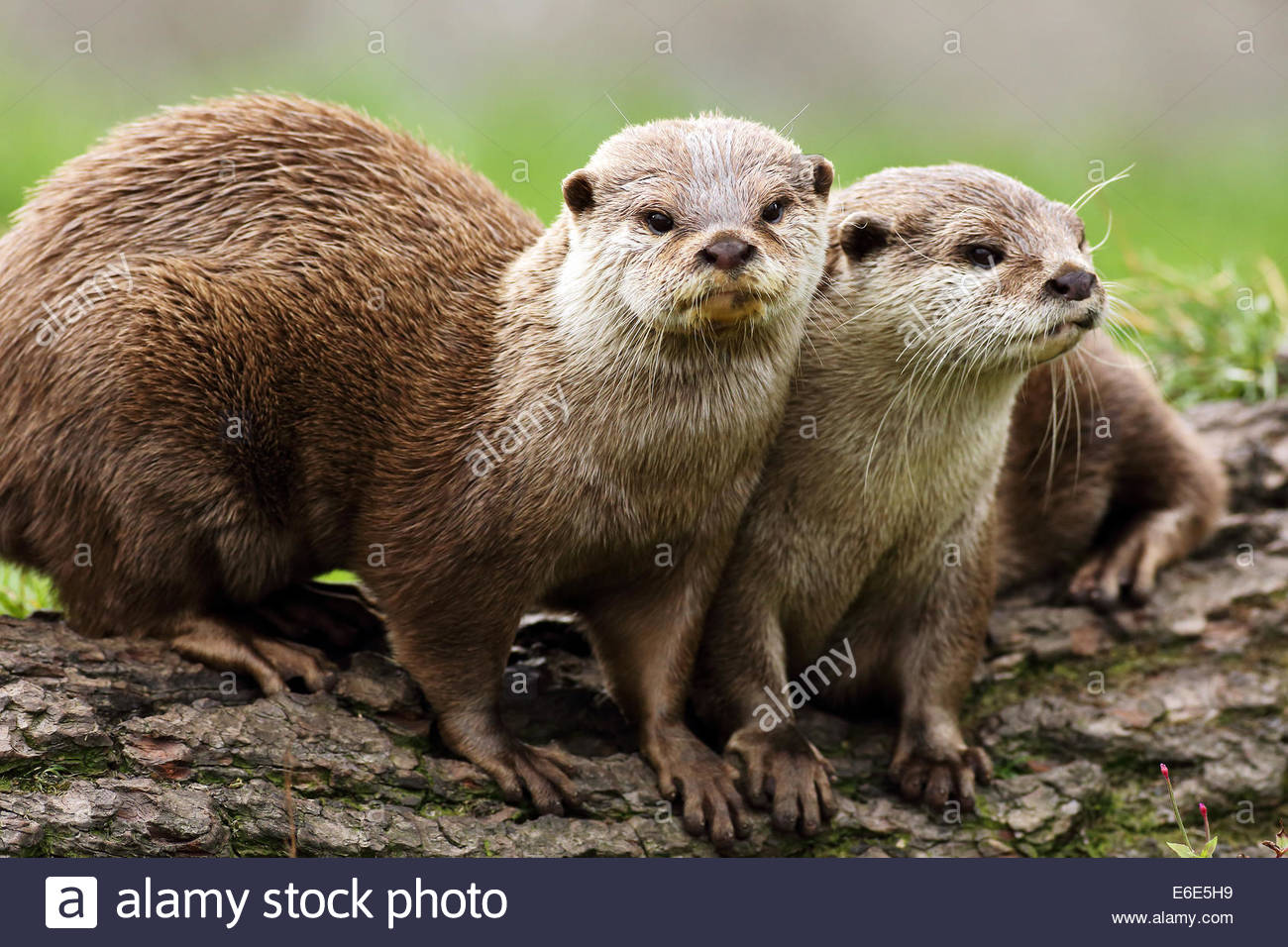 Asian Otter High Resolution Stock Photography and Images - Alamy