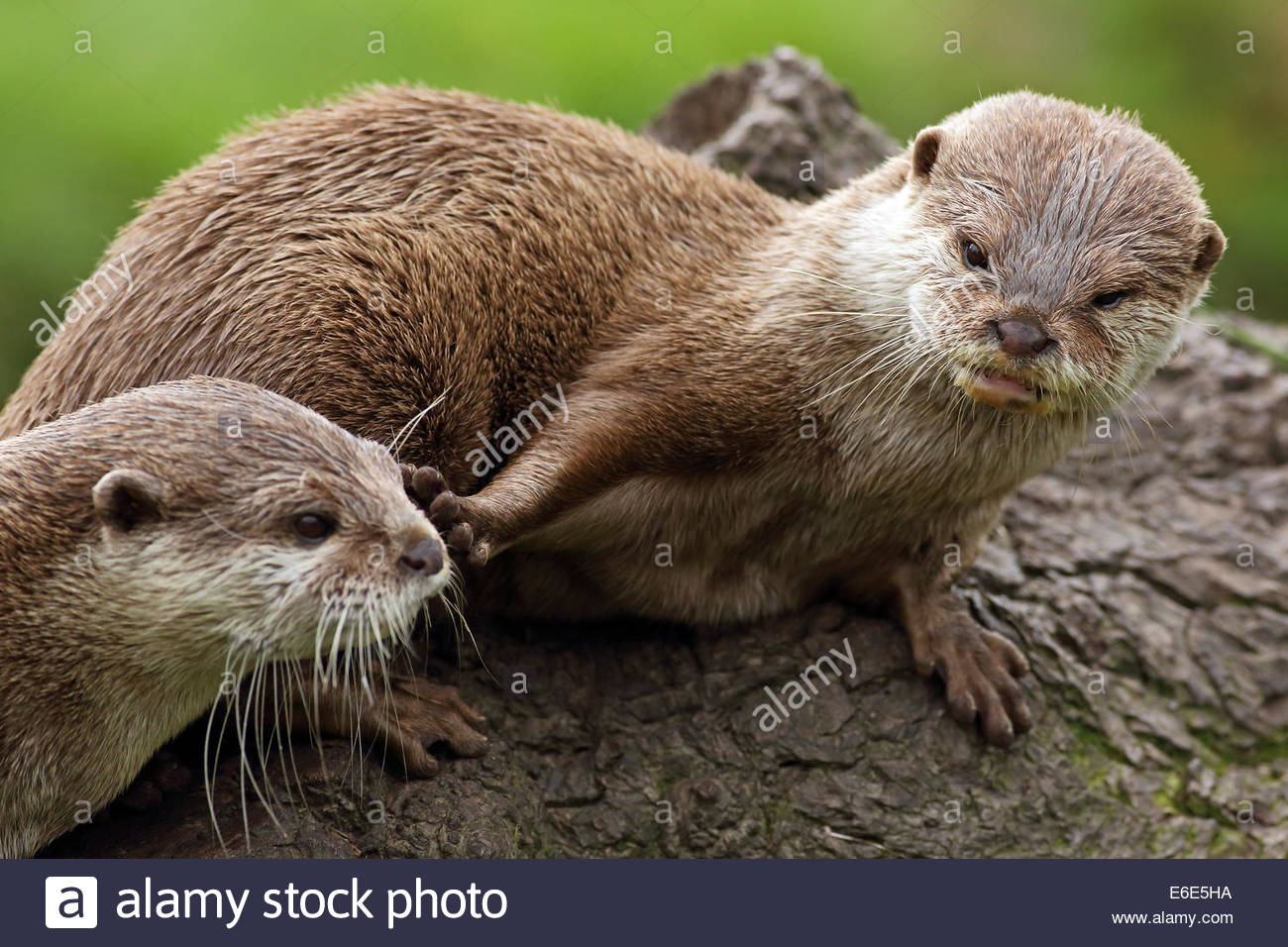 Asian Small Clawed Otters High Resolution Stock Photography and Images ...
