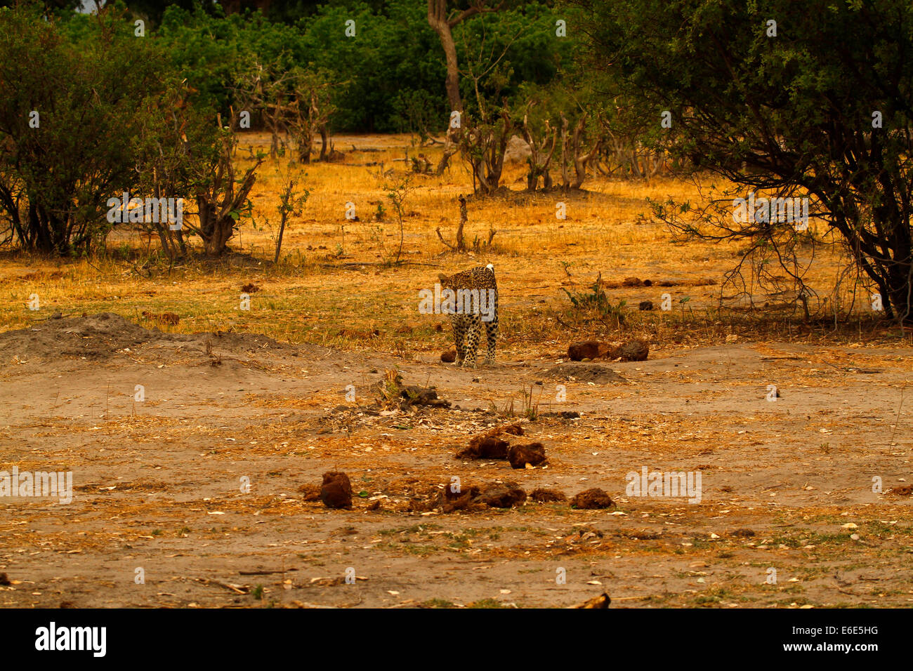 Beautiful Big Golden Leopard, gold light haze around as dusk approaches ...