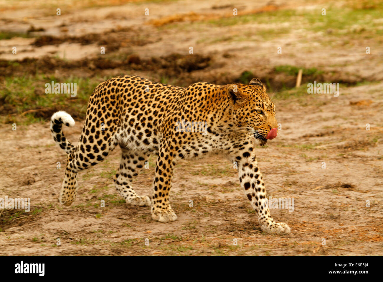 Beautiful Big Golden Leopard, gold light haze around as dusk approaches ...