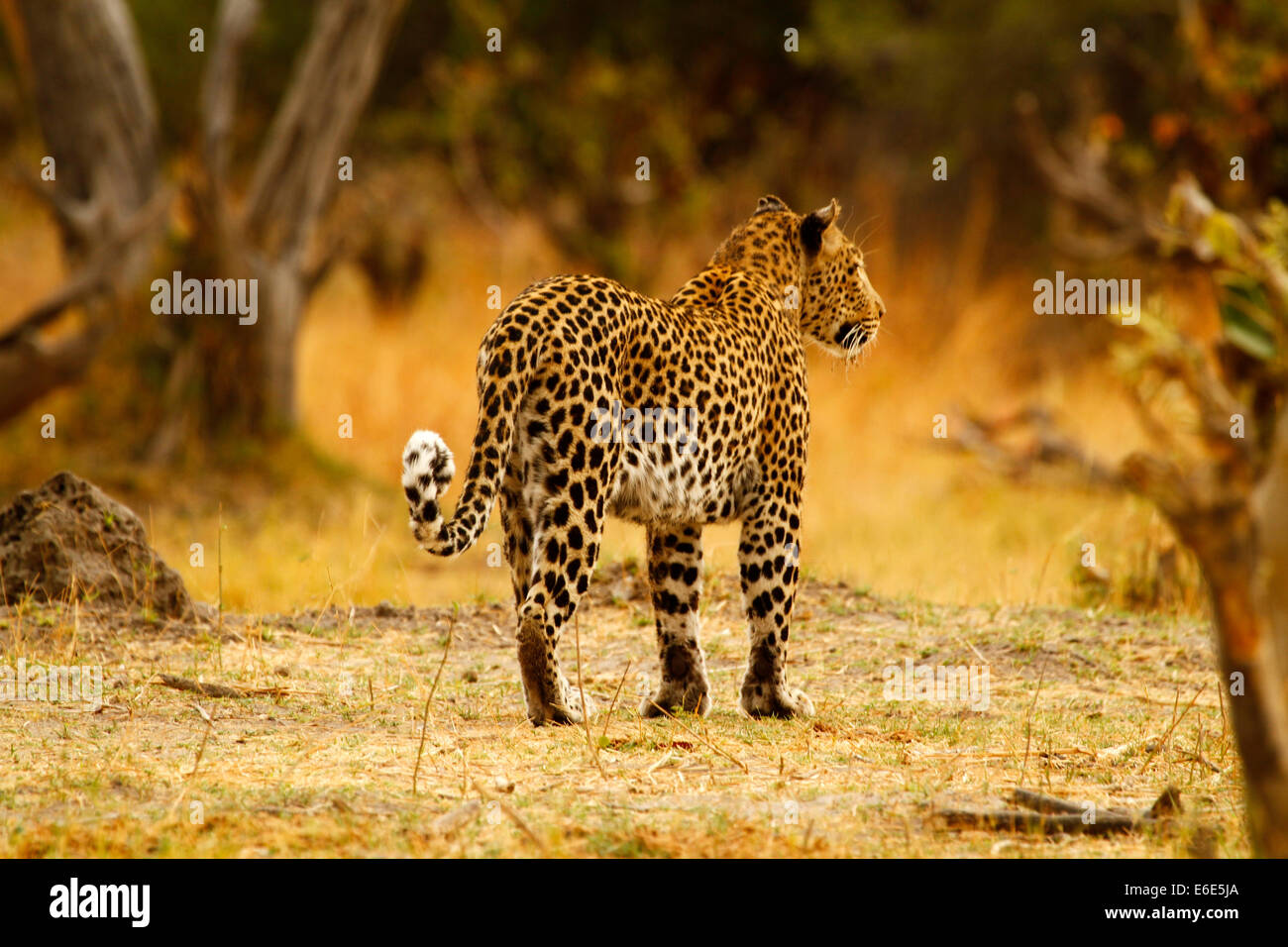 Beautiful Big Golden Leopard, gold light haze around as dusk approaches ...