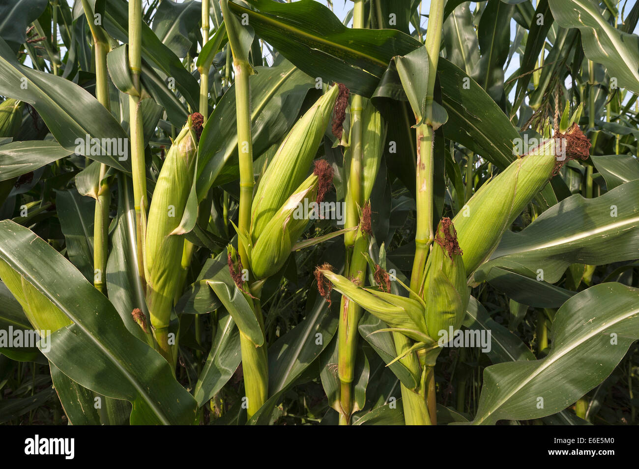 Maize or Corn (Zea mays subsp. Mays), plants with corn cobs, grown as ...