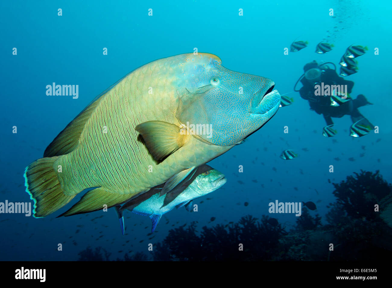 Cheilinus undulatus and diver hi-res stock photography and images - Alamy