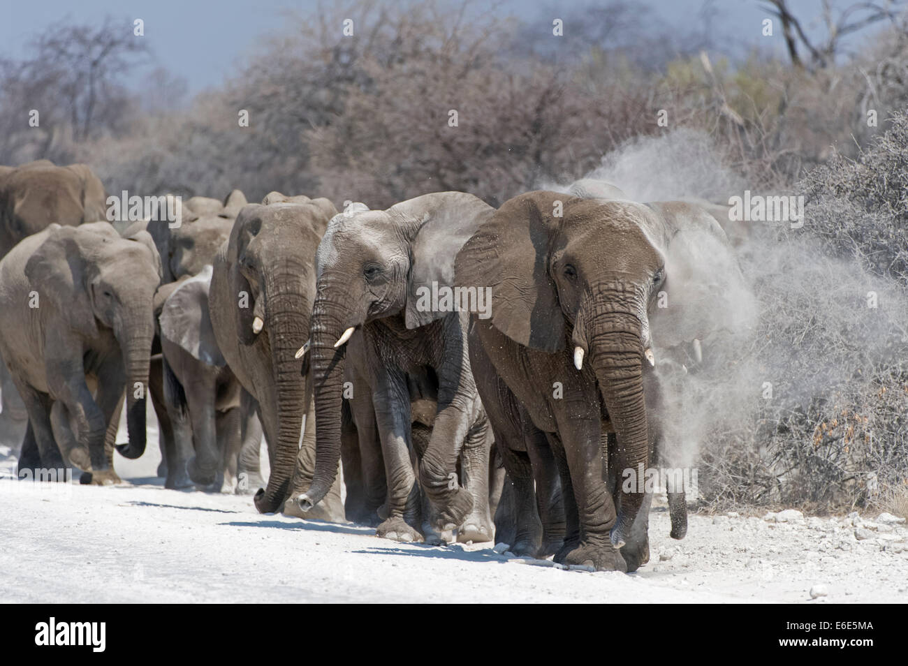 A herd of African Elephants (Loxodonta africana) dust bathing while ...