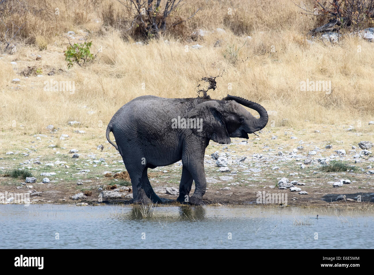A sub-adult African Elephant (Loxodonta africana) mud bathing at a ...