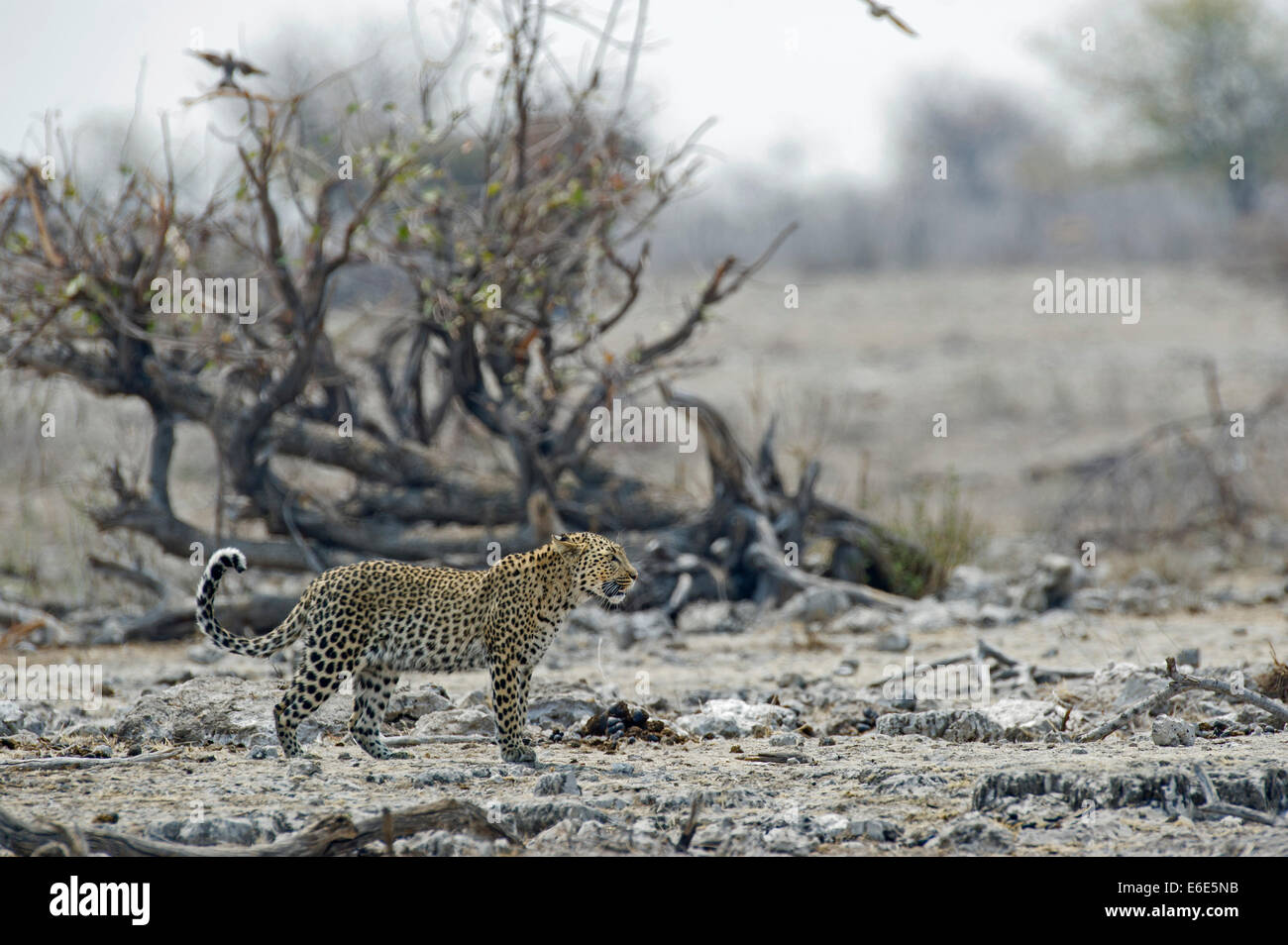 Leopard stand standing rocky hi-res stock photography and images - Alamy
