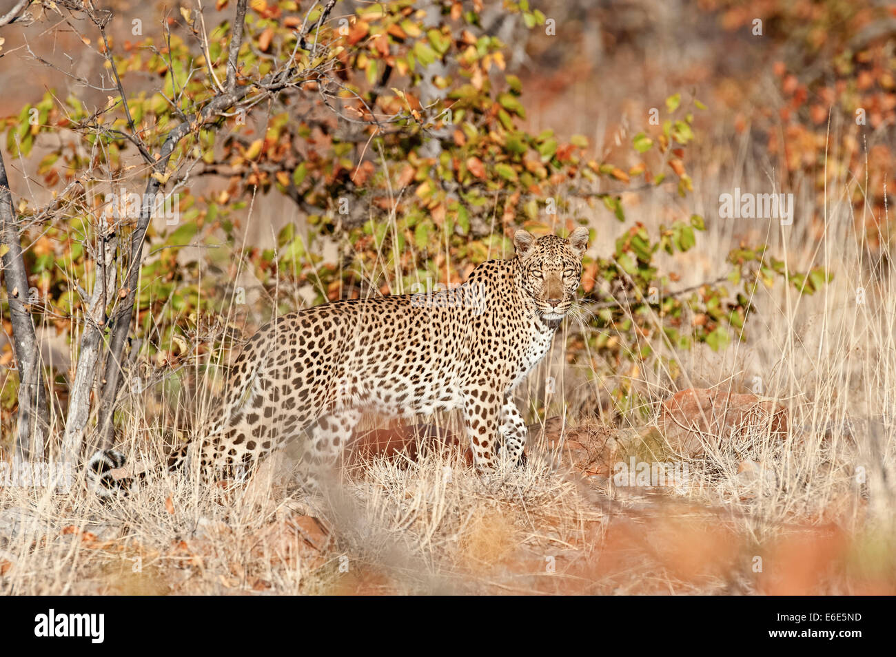 Leopard (Panthera pardus), male camouflaged in front of tree with ...