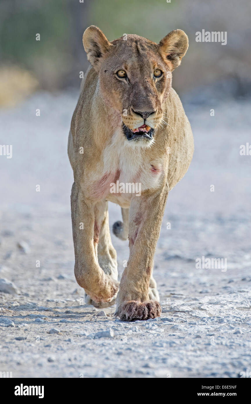Lioness (Panthera leo), walking, Etosha National Park, Namibia Stock ...