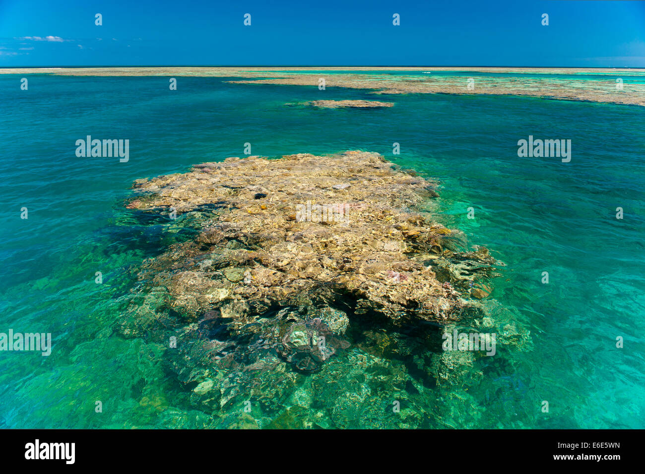 Huge coral, Great Barrier Reef, UNESCO World Heritage Site, Queensland ...