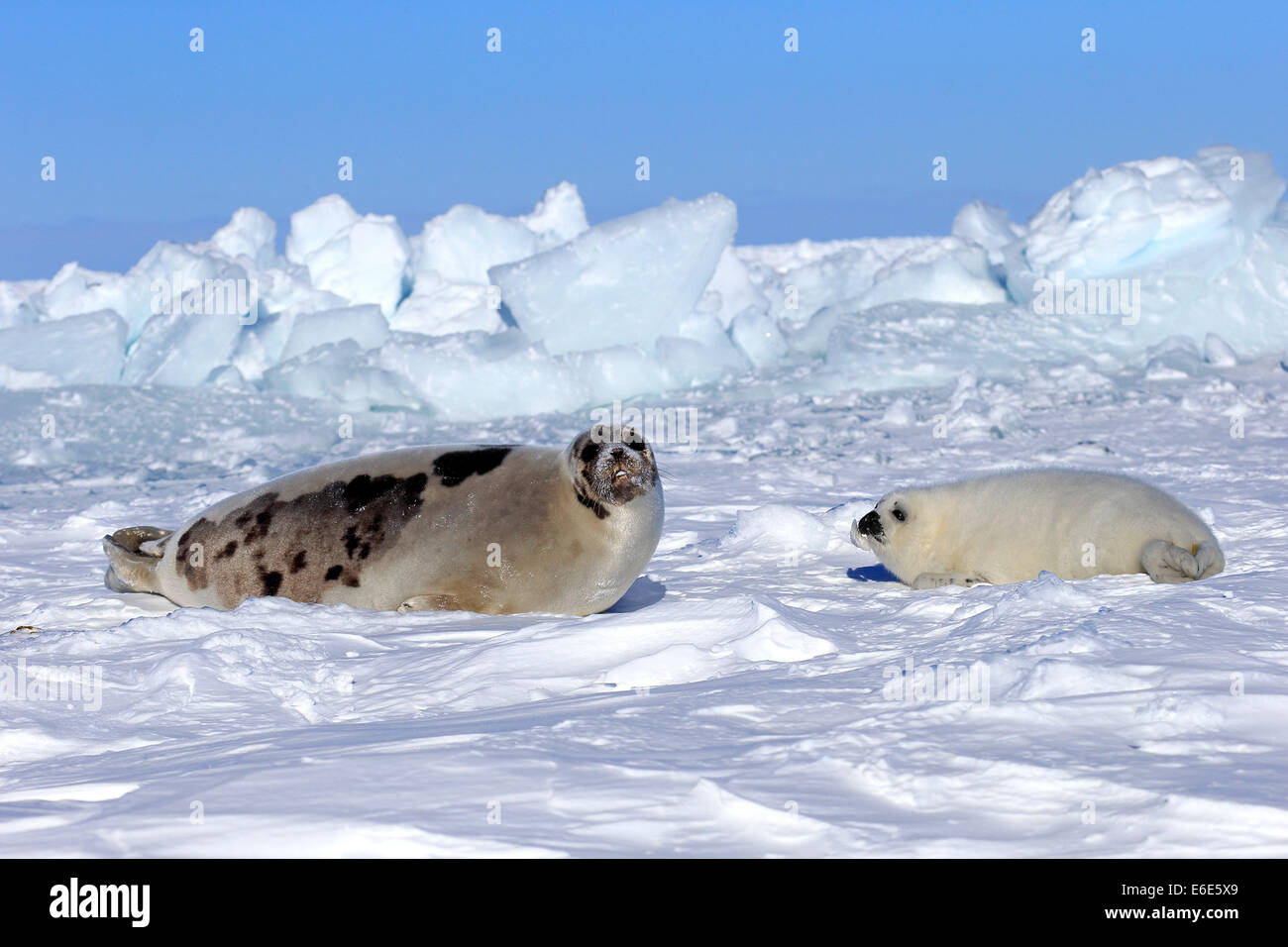 Harp Seal or Saddleback Seal (Pagophilus groenlandicus, Phoca groenlandica), adult female with ...