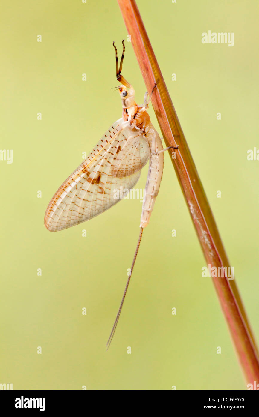Mayfly (Ephemeroptera) on blade of grass, North Hesse, Hesse, Germany ...