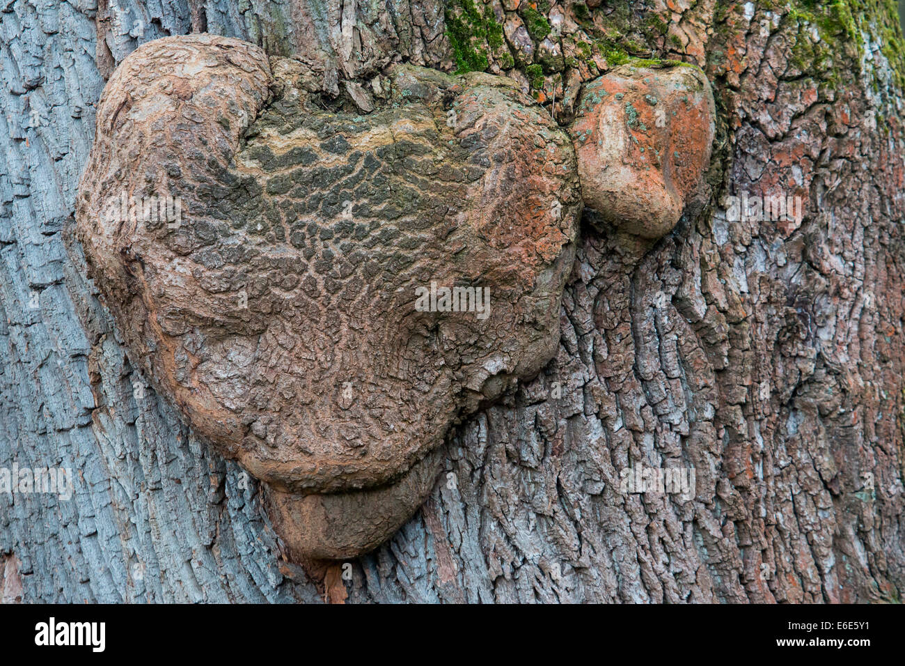 Grotesque deformity of a tree trunk, North Hesse, Germany Stock Photo ...