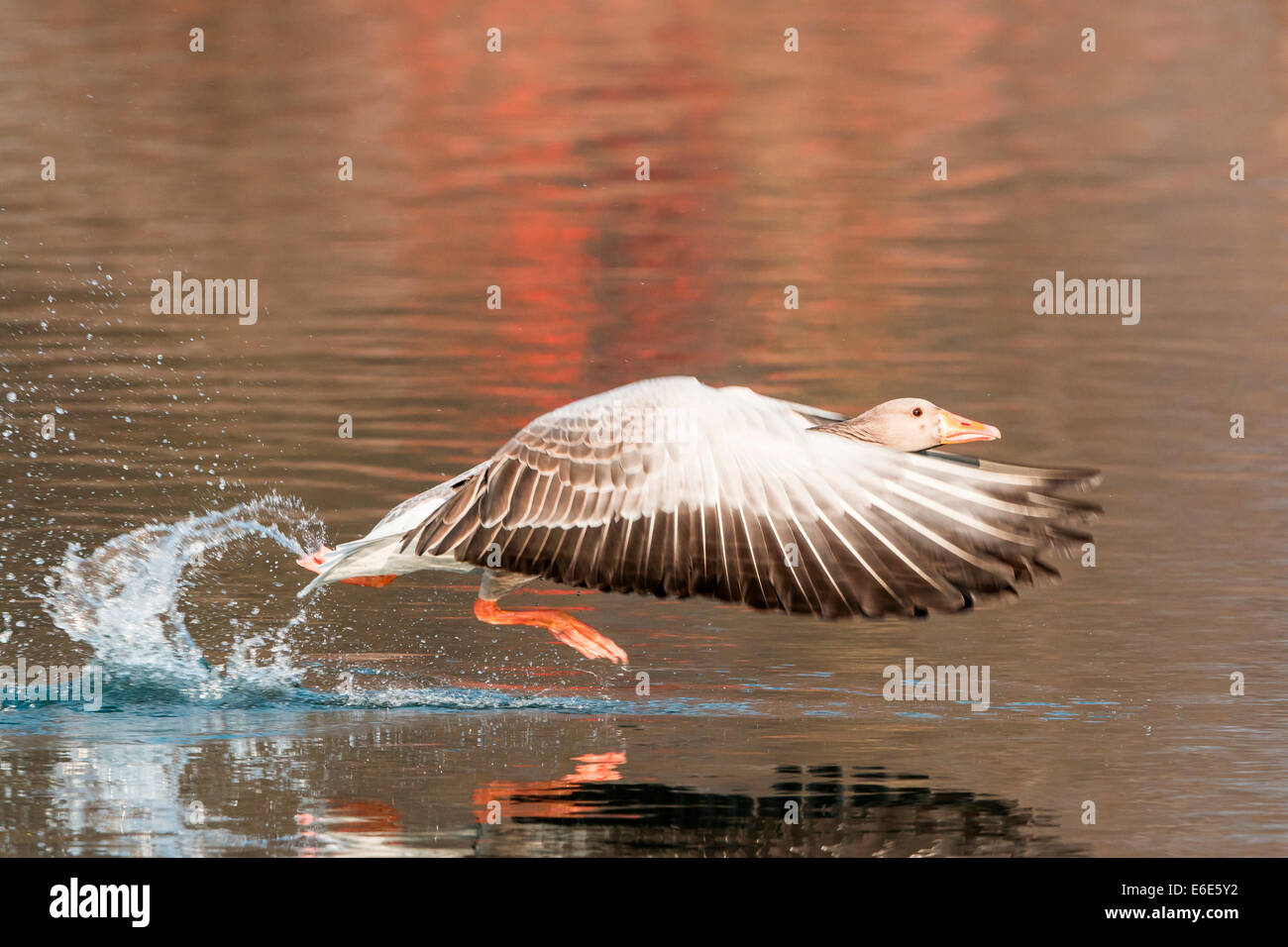 Starting Greylag Goose (Anser anser), Rieselfelder Münster, North Rhine ...