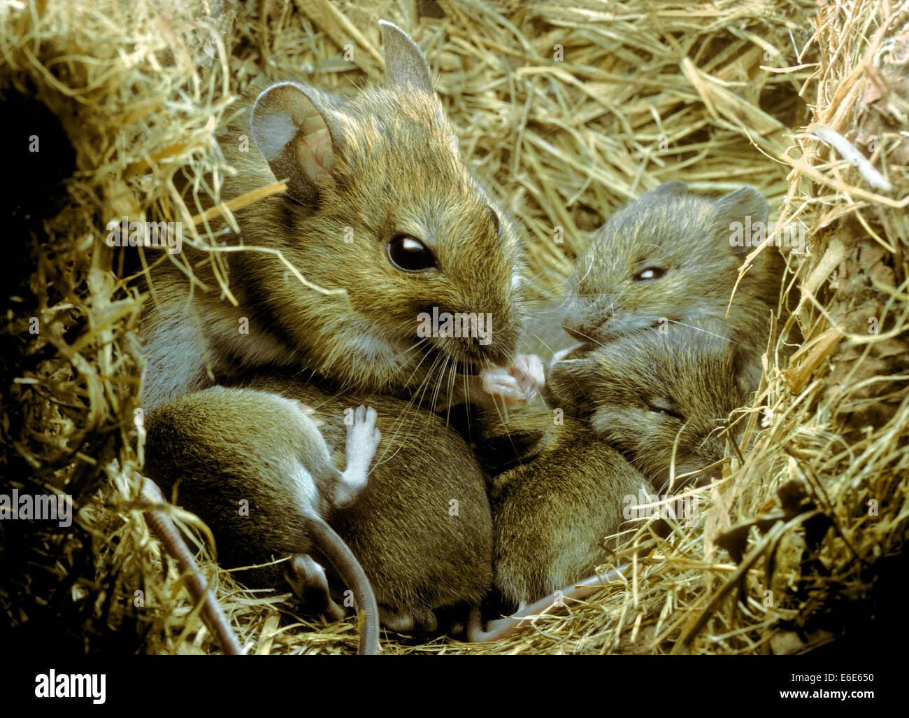 Wood Mouse - Apodemus sylvaticus Stock Photo - Alamy