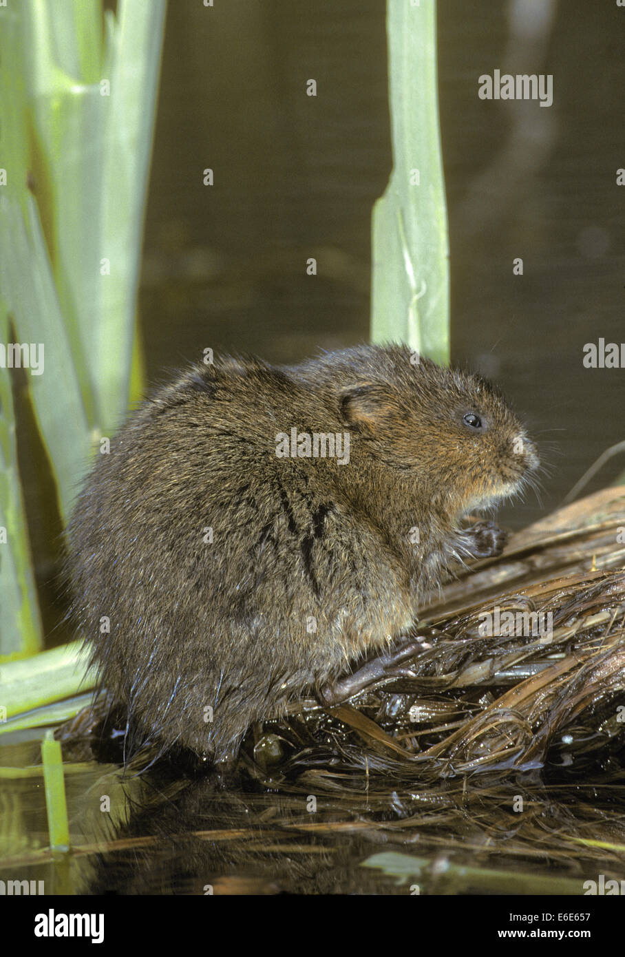Water Vole - Arvicola terrestris Stock Photo - Alamy