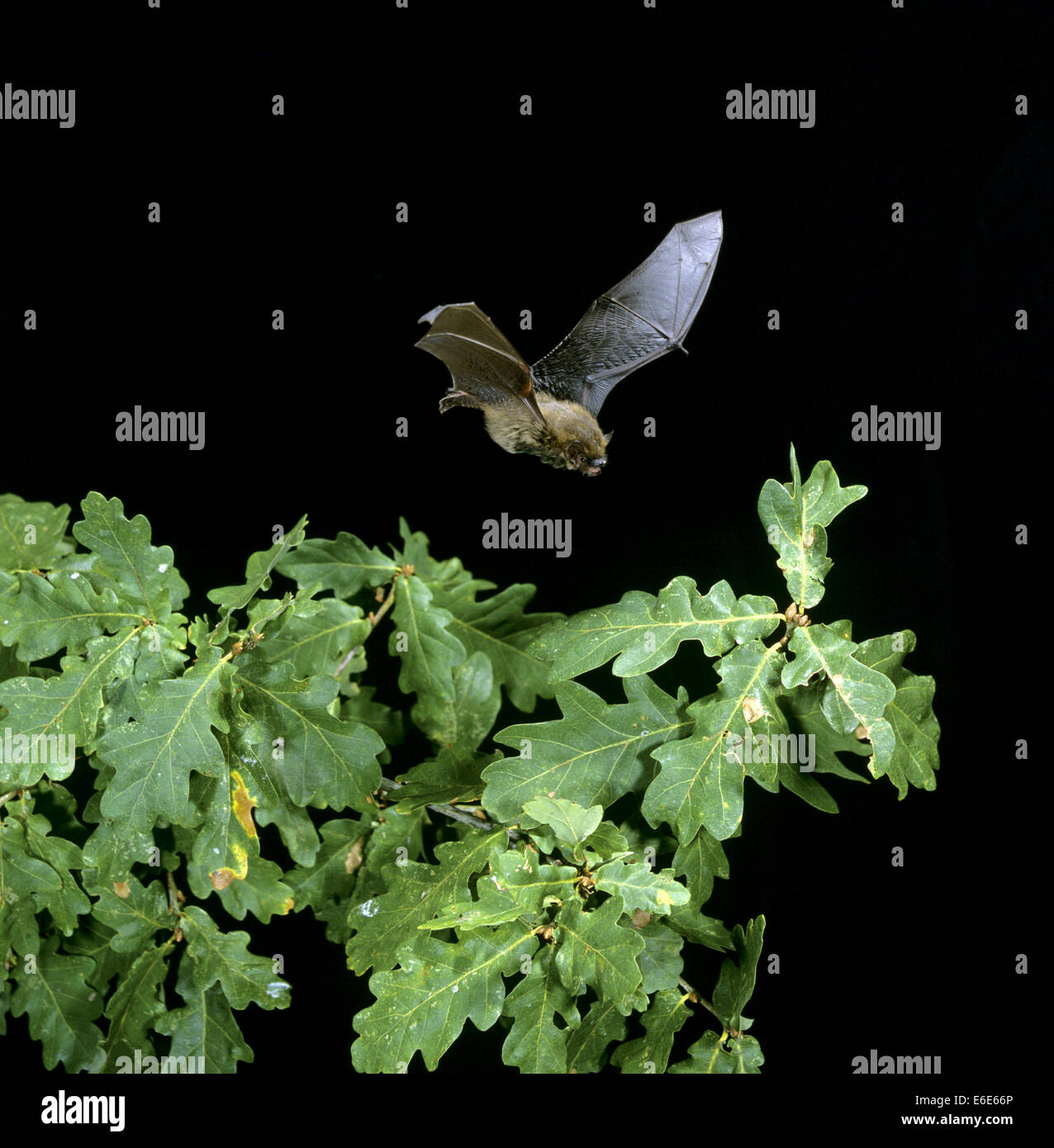 Common pipistrelle in flight hi-res stock photography and images - Alamy