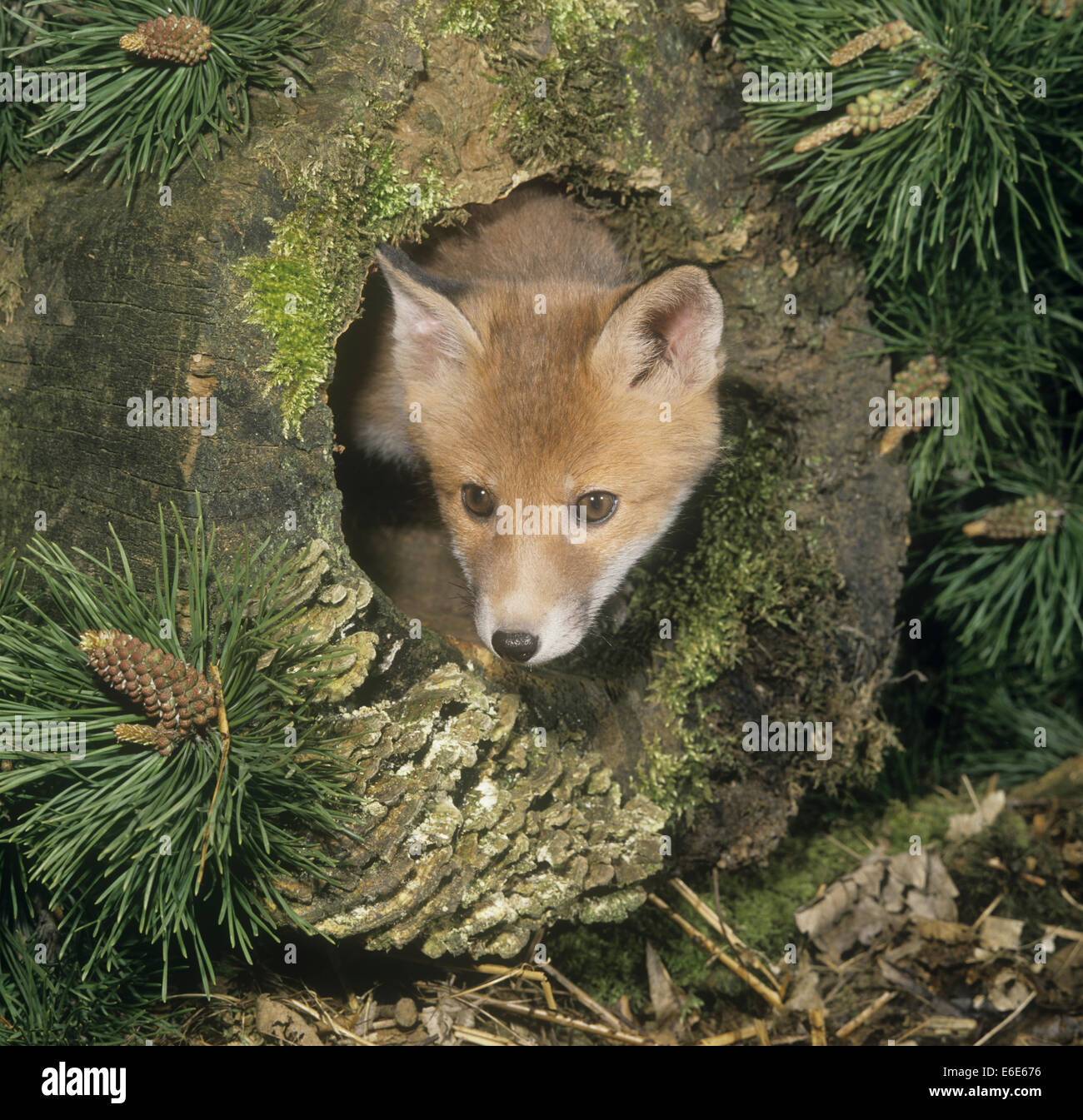 Fox tree hole hi-res stock photography and images - Alamy