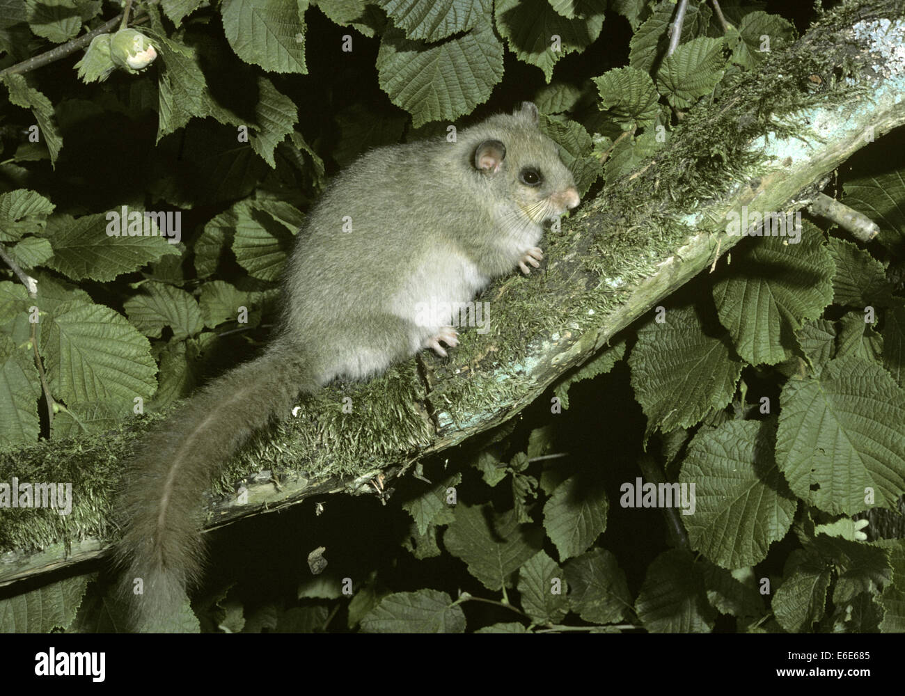 Edible Dormouse - Glis glis Stock Photo - Alamy