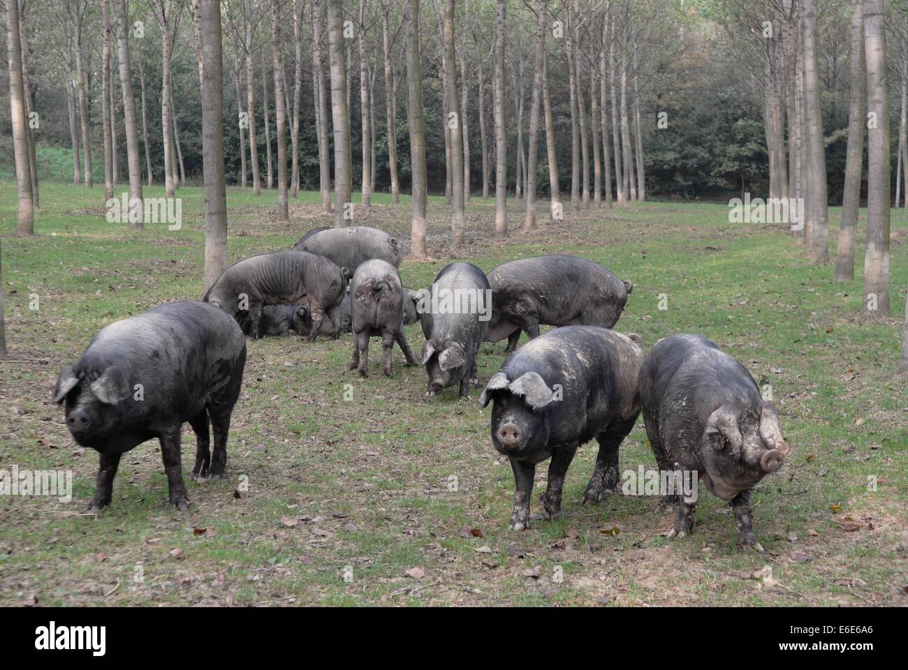 Polesine Parmense (Italy), breeding in semi-freedom of pigs race "black ...
