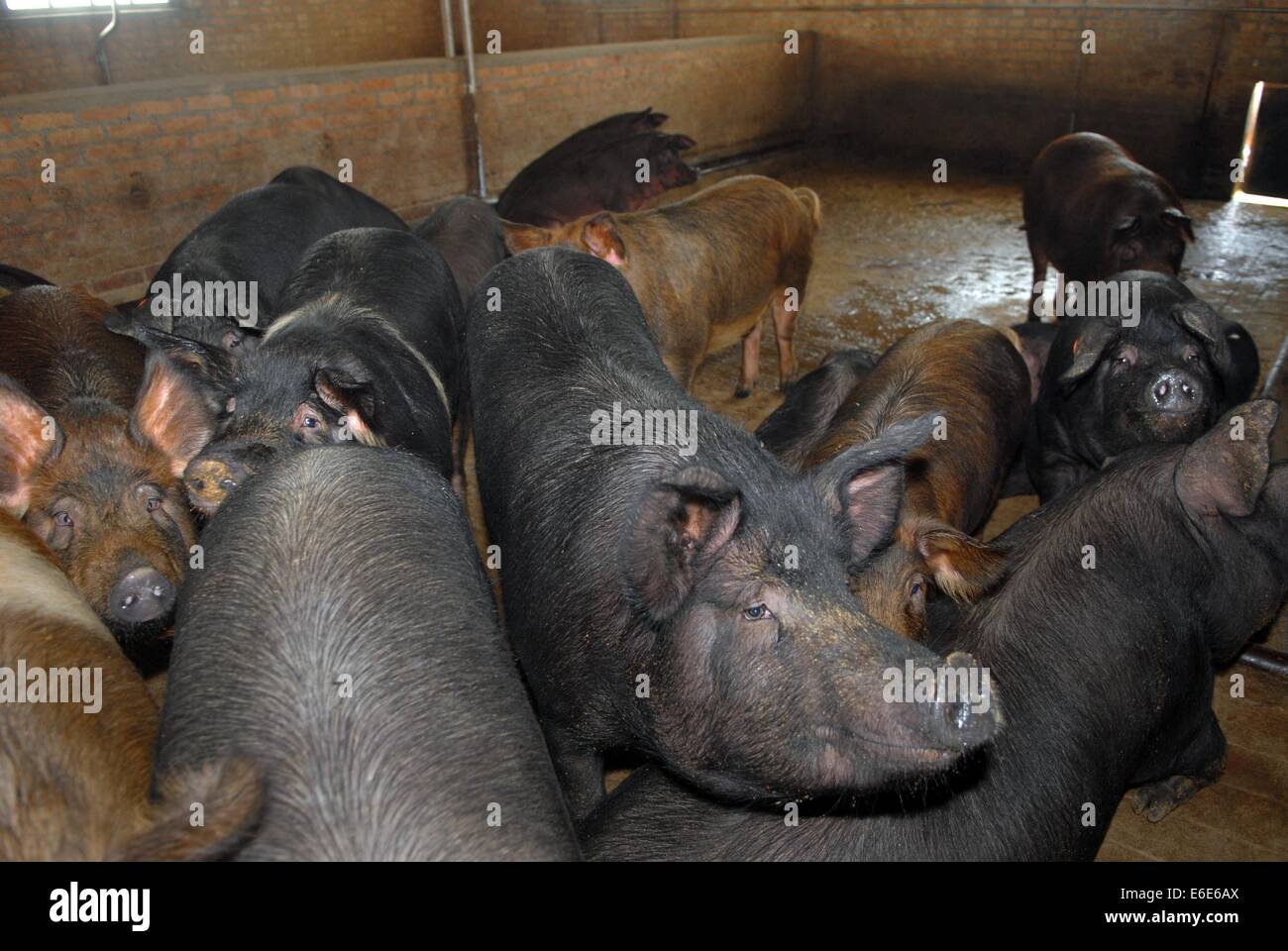 Breeding pigs hi-res stock photography and images - Alamy