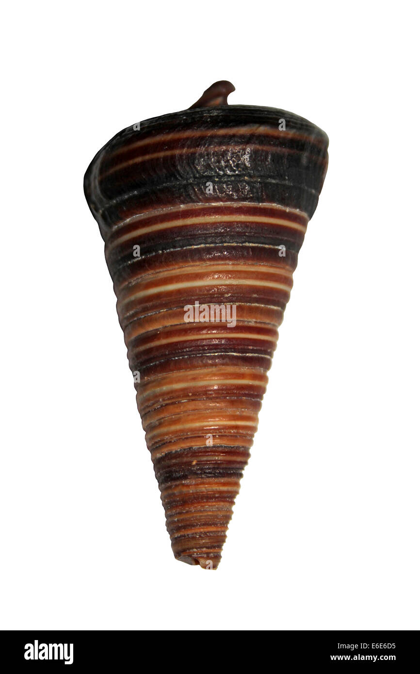 Telescope Shell (Creeper) Telescopium telescopium, A Mud Whelk From the ...