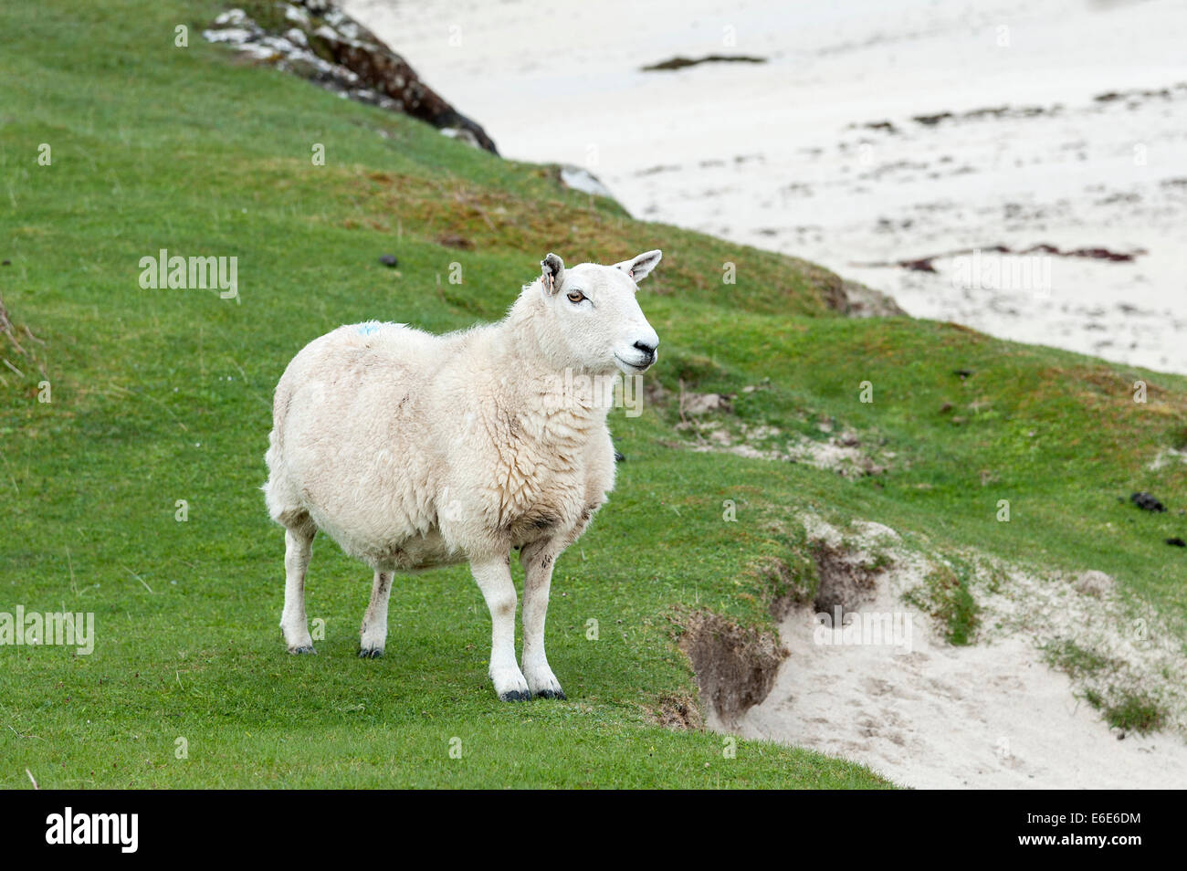 A sheep on the beach at Port na Ba on the Isle of Mull Stock Photo - Alamy