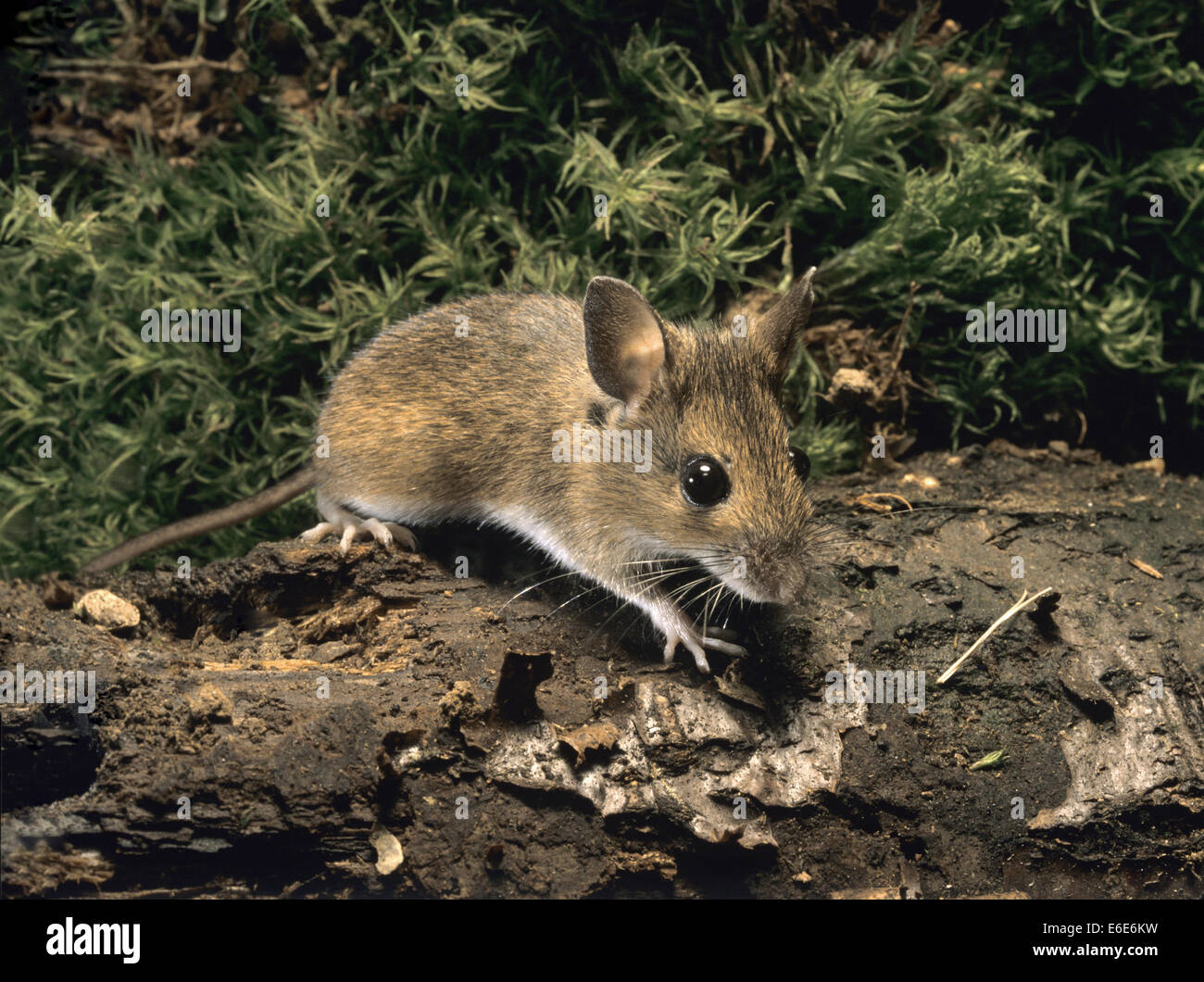 Wood Mouse - Apodemus sylvaticus Stock Photo - Alamy