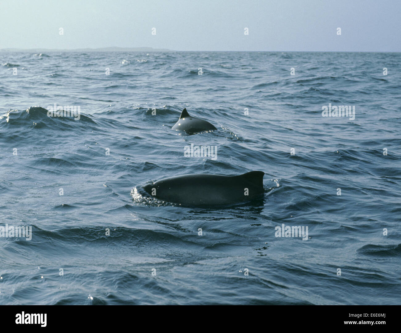 Harbour Porpoise - Phocoena phocoena Stock Photo - Alamy