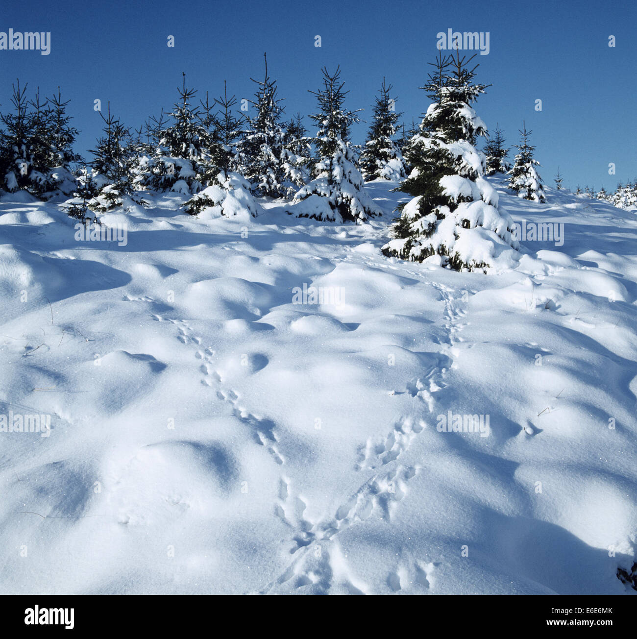 Mountain Hare tracks in the snow - Lepus timidus Stock Photo - Alamy
