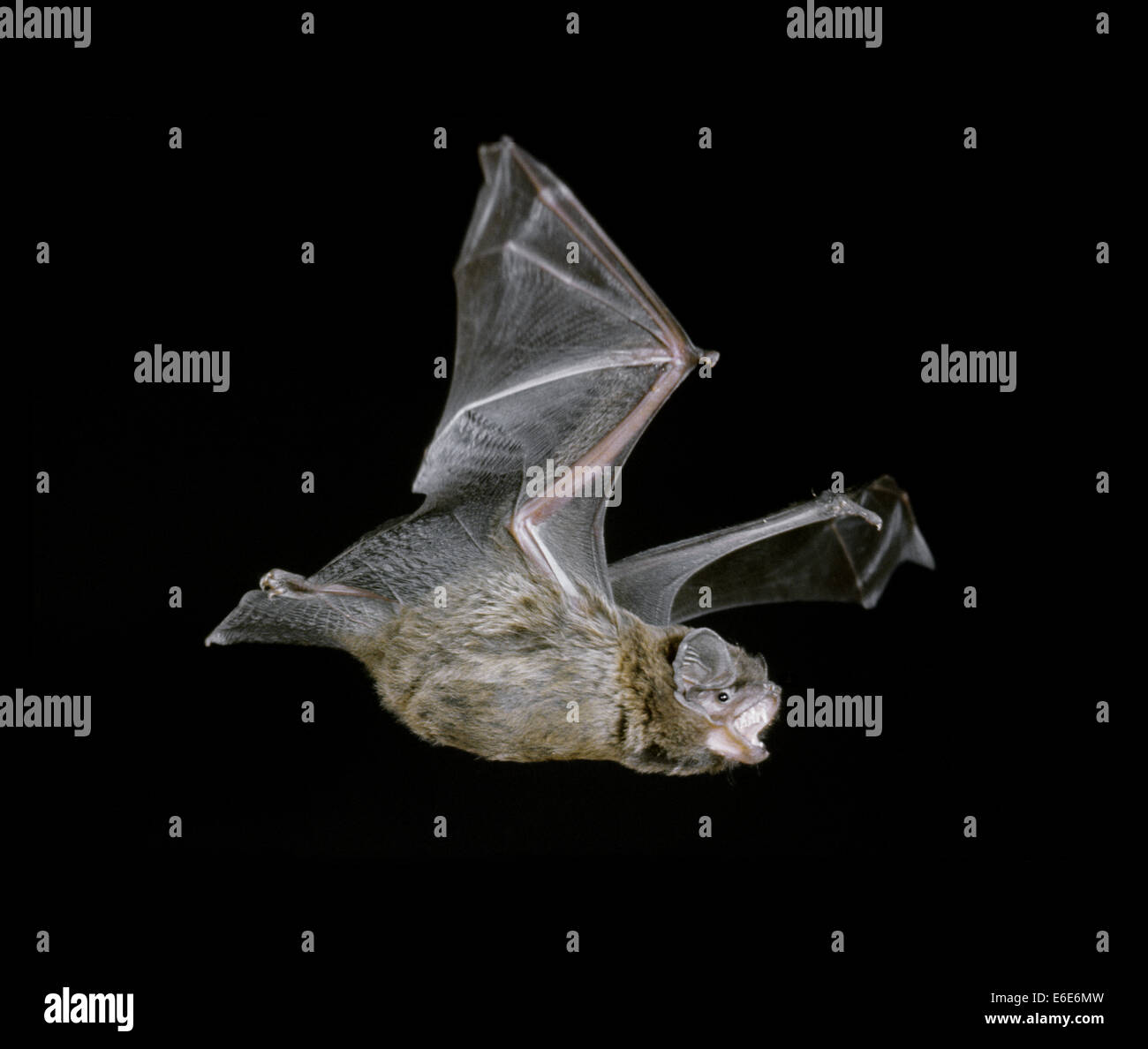 Leisler’s Bat - Nyctalus leisleri Stock Photo - Alamy