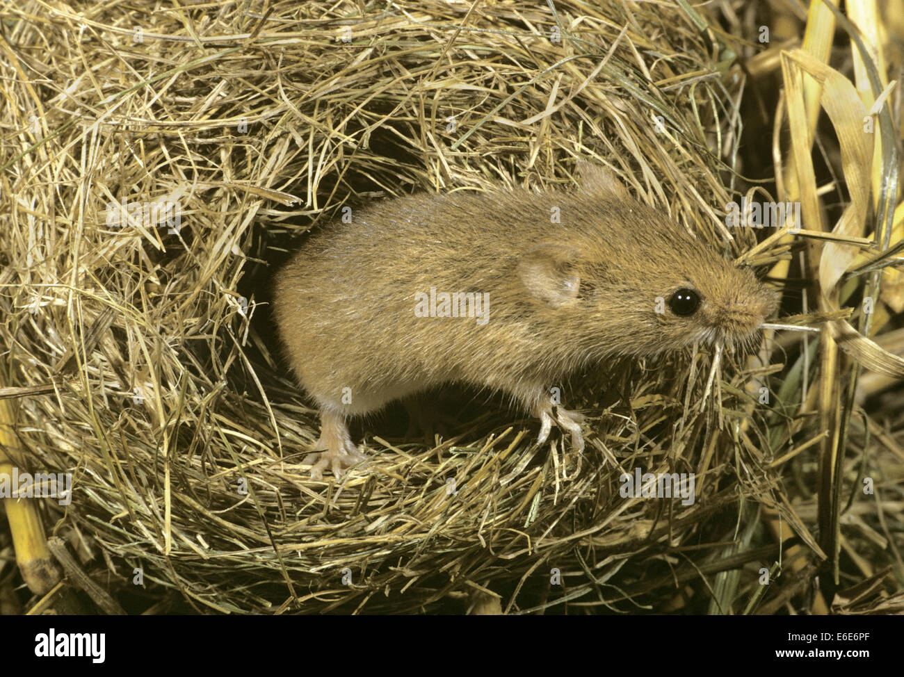 Harvest Mouse - Micromys minutus Stock Photo - Alamy
