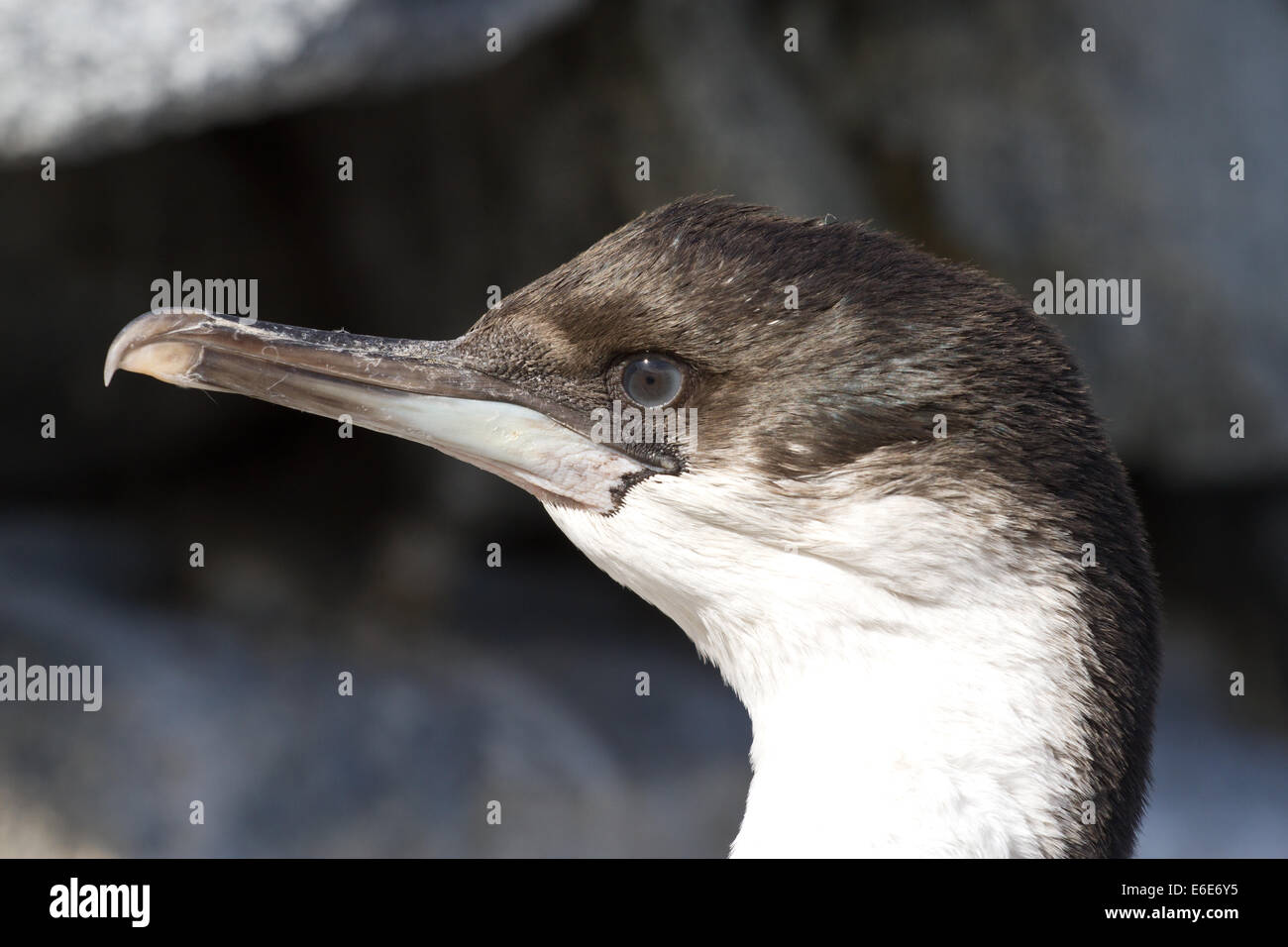Portrait of a young blue-eyed cormorant Antarctic Stock Photo - Alamy