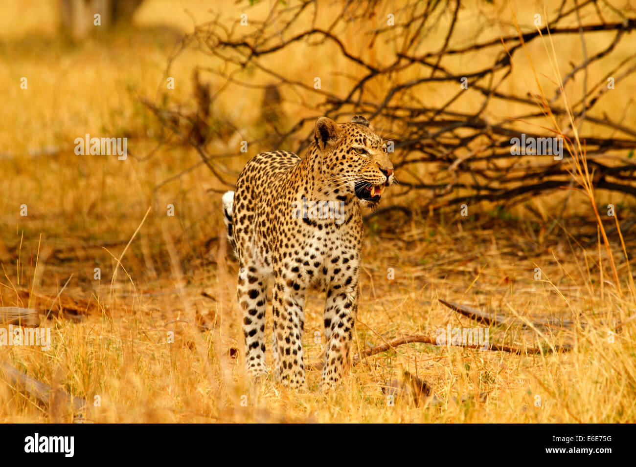 Beautiful Big Golden Leopard, gold light haze around as dusk approaches ...