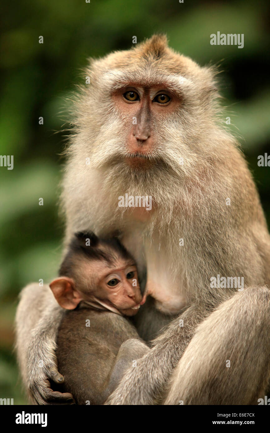 Family of monkeys. Monkeys forest on Bali. Indonesia Stock Photo - Alamy