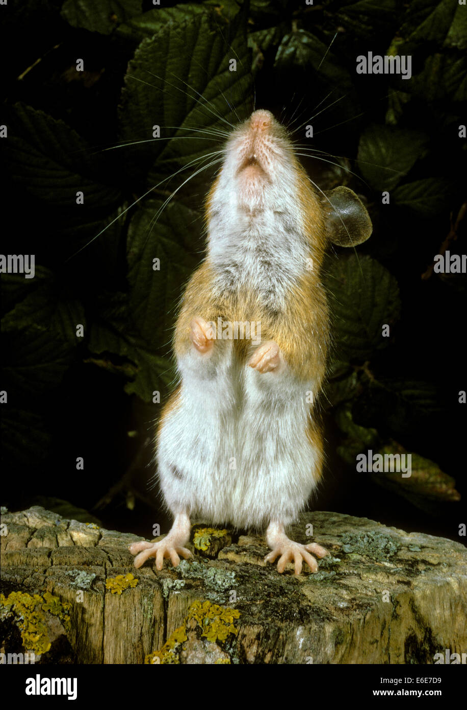 Yellow-necked Mouse - Apodemus flavicollis Stock Photo - Alamy