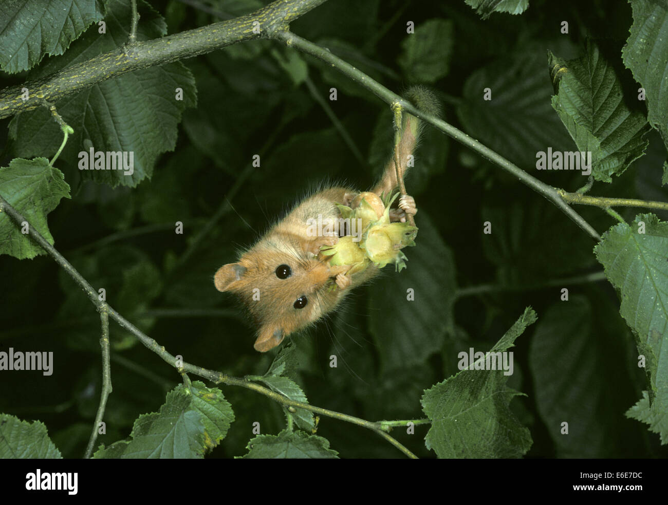 Dormouse eating hi-res stock photography and images - Alamy
