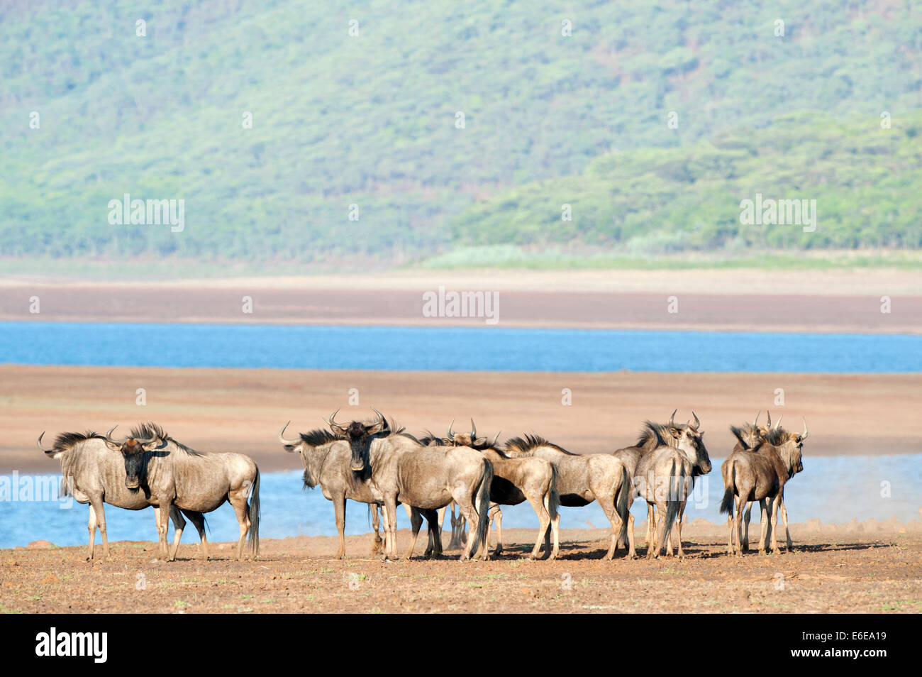 Wildebeast group hi-res stock photography and images - Alamy