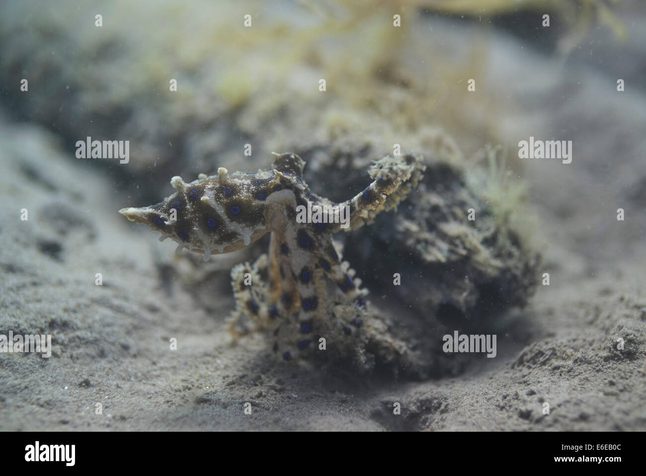 Blue ringed octopus hapalochlaena lunulata hi-res stock photography and ...