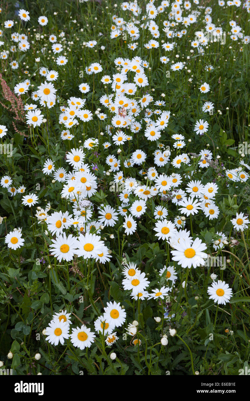 Daisy flowers in meadow Stock Photo - Alamy