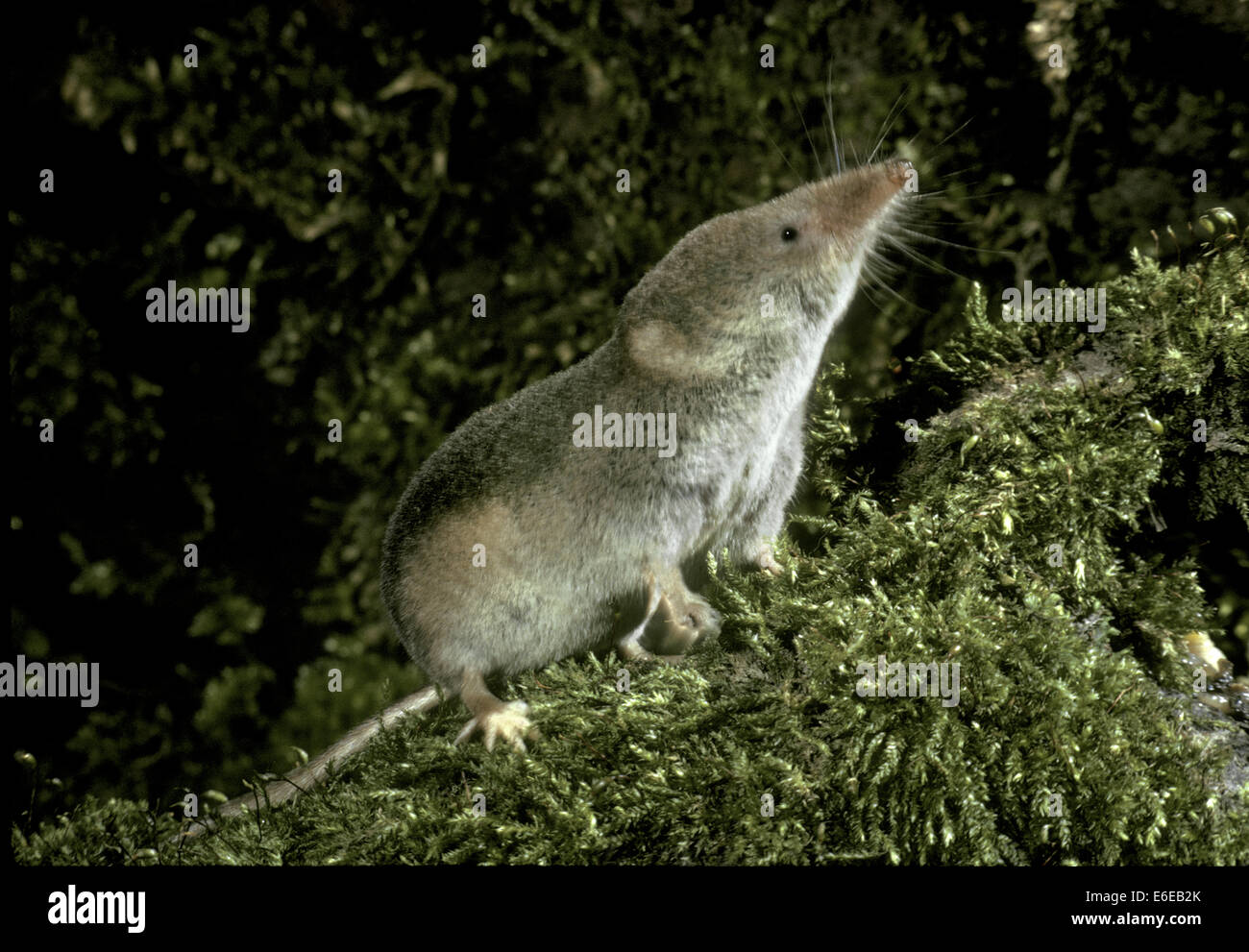 Common Shrew - Sorex araneus Stock Photo - Alamy