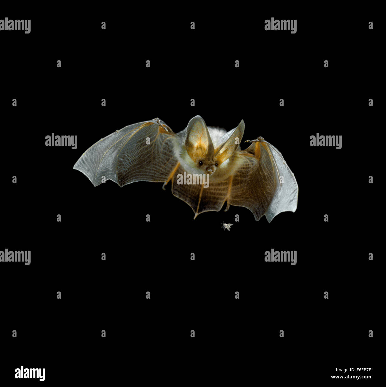 Brown long eared bats plecotus hi-res stock photography and images - Alamy