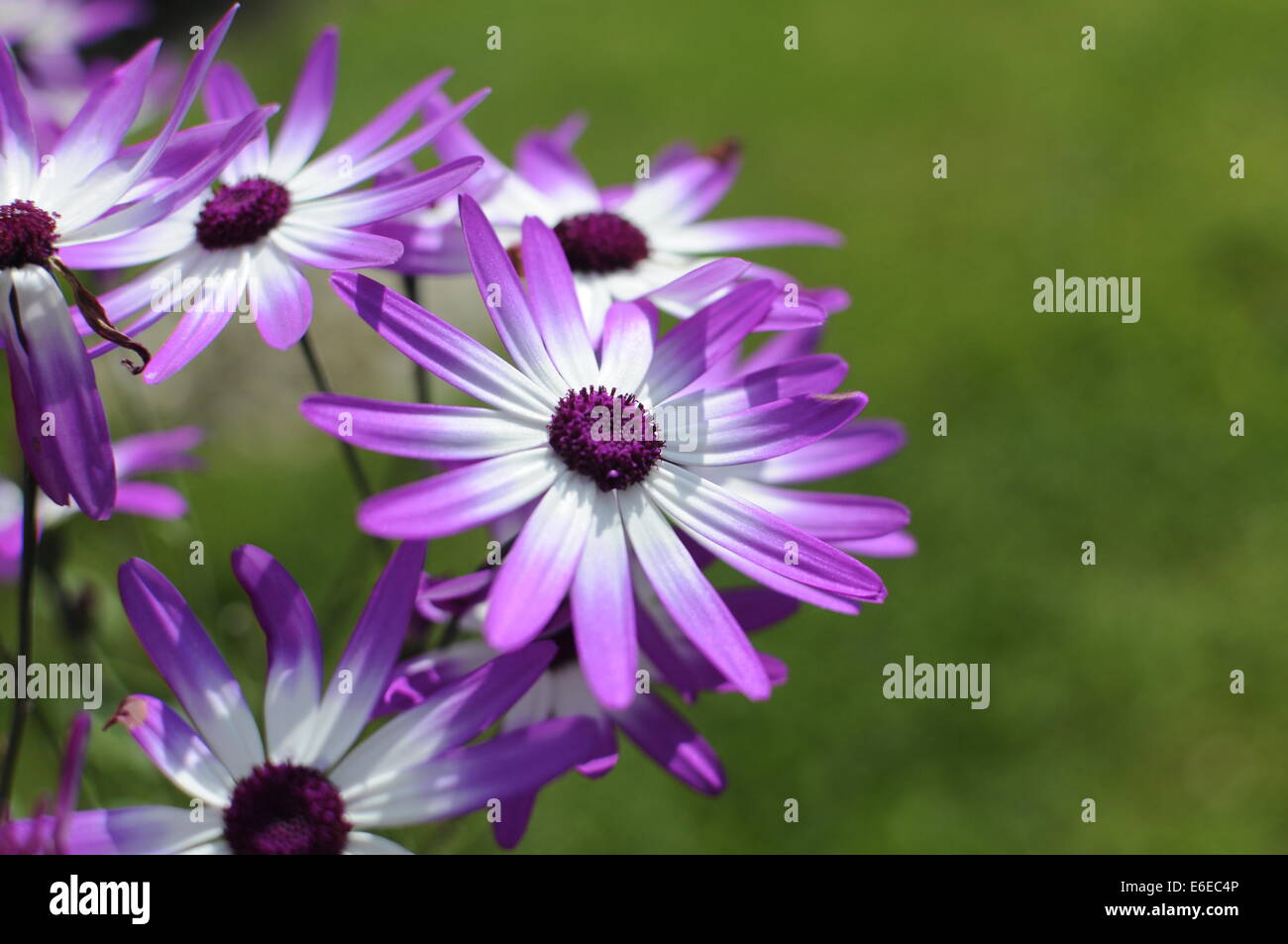 Pericallis Stock Photos & Pericallis Stock Images - Alamy