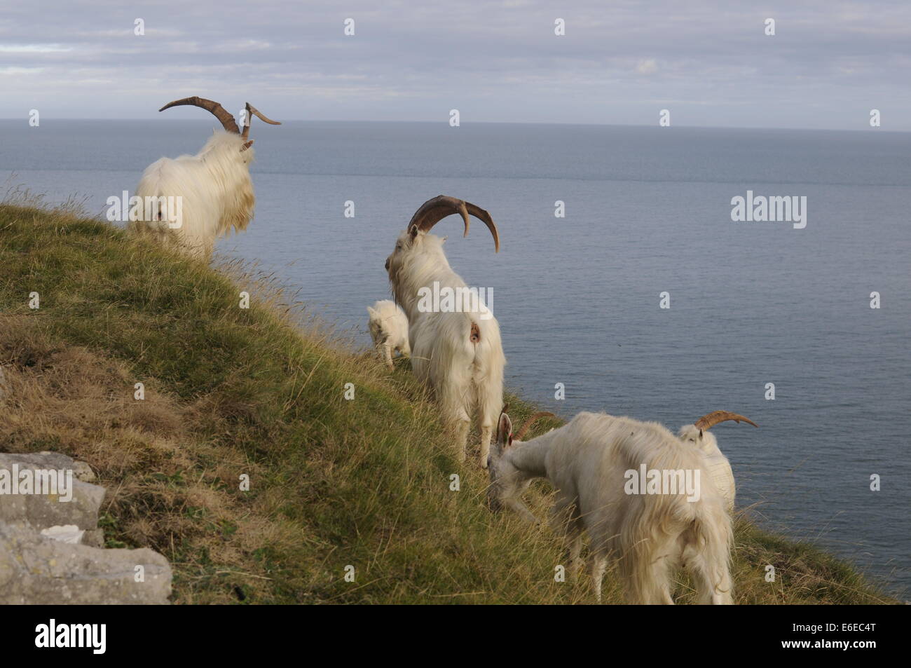 Great orme kashmiri goats hi-res stock photography and images - Alamy