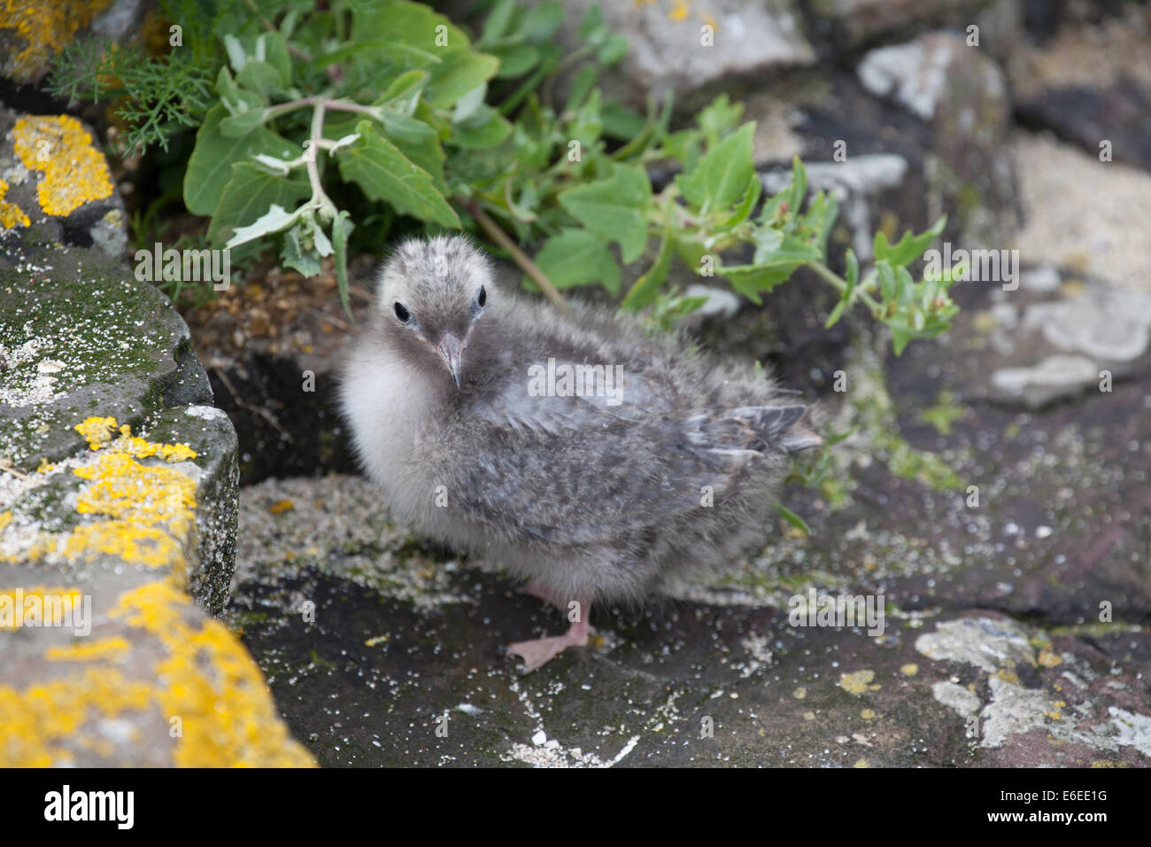 Rock chick hi-res stock photography and images - Alamy