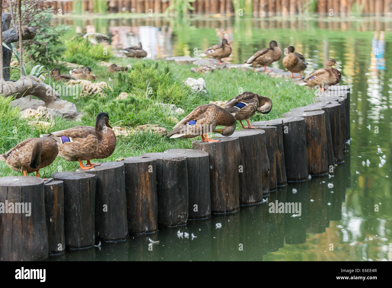 Nice ducks cleaning on a little isle on lake before sleep Stock Photo ...