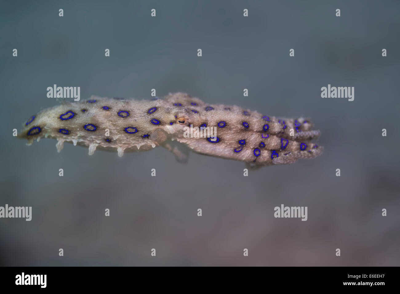 Blue ringed octopus hapalochlaena lunulata hi-res stock photography and ...