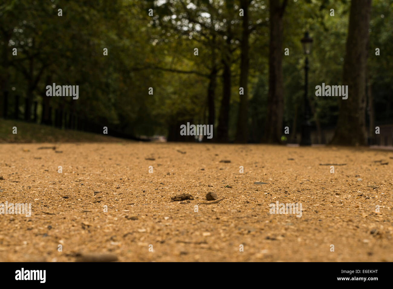 Tree of trees buckingham palace hi-res stock photography and images - Alamy